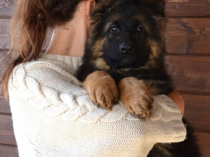 Шикарная сука дш щенок, 3 мес, РКФ