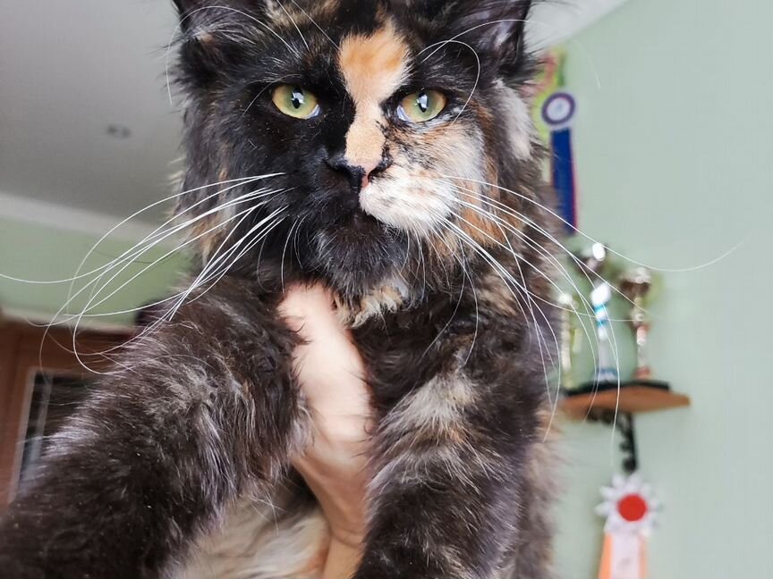 Девочка мейн-куна