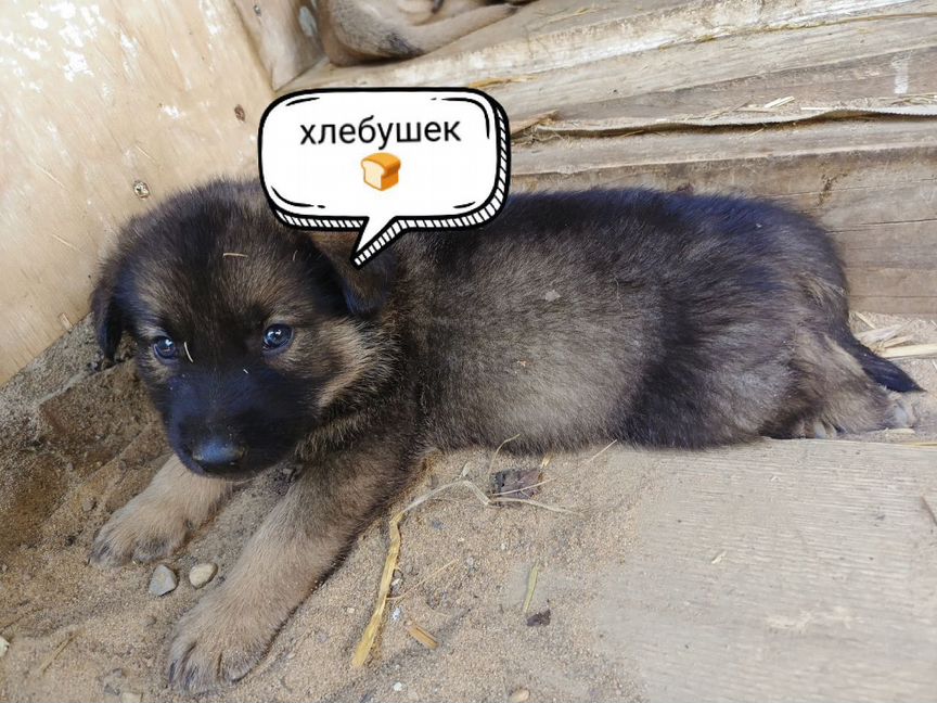 Щенок в добрые руки