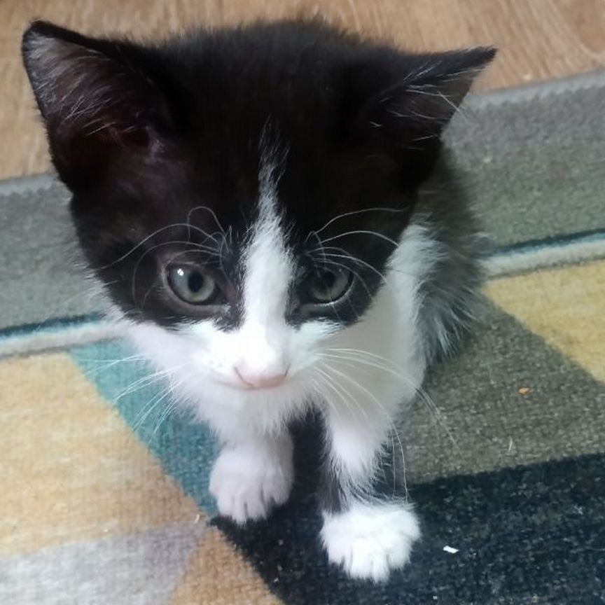 Котёнок в добрые руки