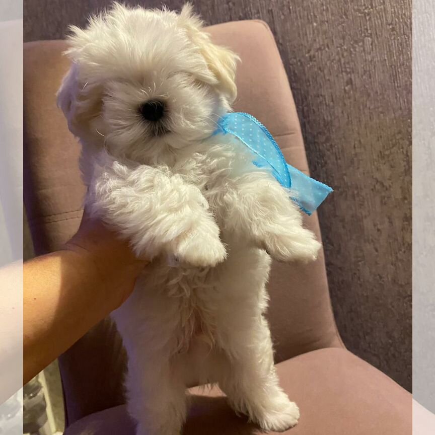 Кукольные щенки мальтезе