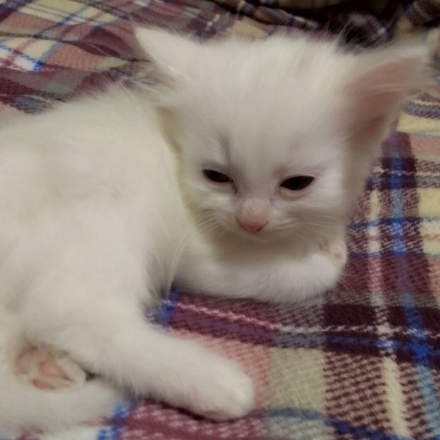 Сибирский котёнок