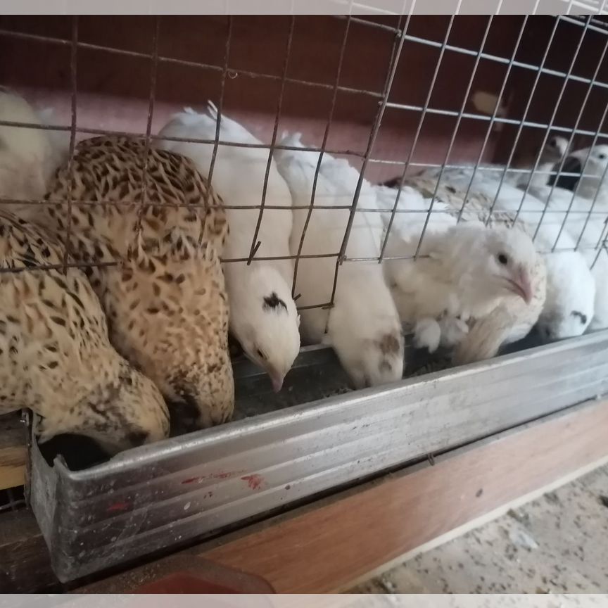 Яйца перепелиные домашние