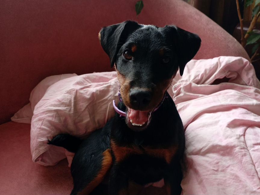 Щенки ягдтерьера