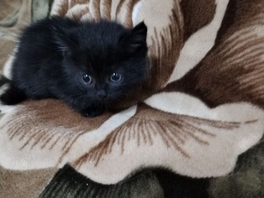 Черный котенок в добрые руки