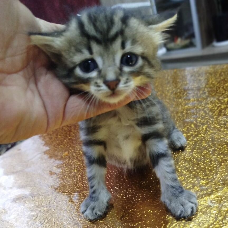 Котята в добрые ручки