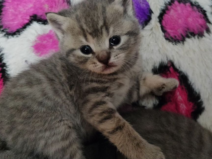 Шотландские котята вислоухие и страйт