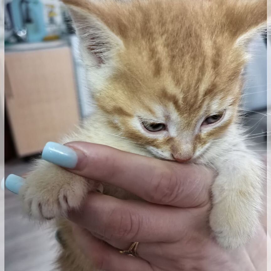 Котёнок в добрые руки