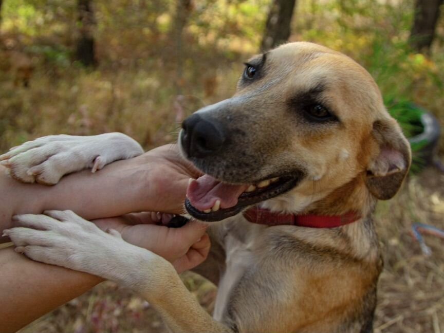 Вишенка из приюта надеется на чудо