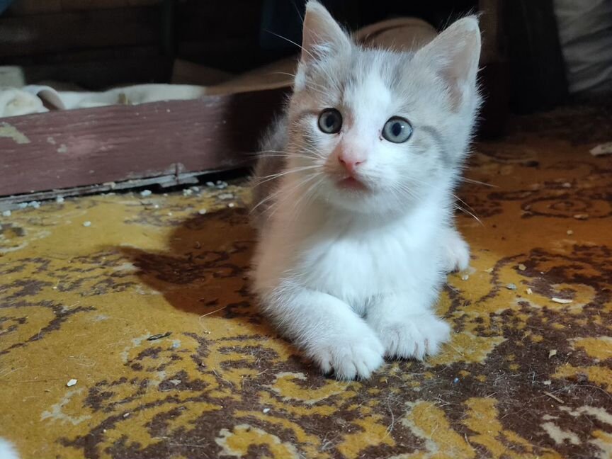 Котята Рик и Морти (мальчики) 1,5 мес