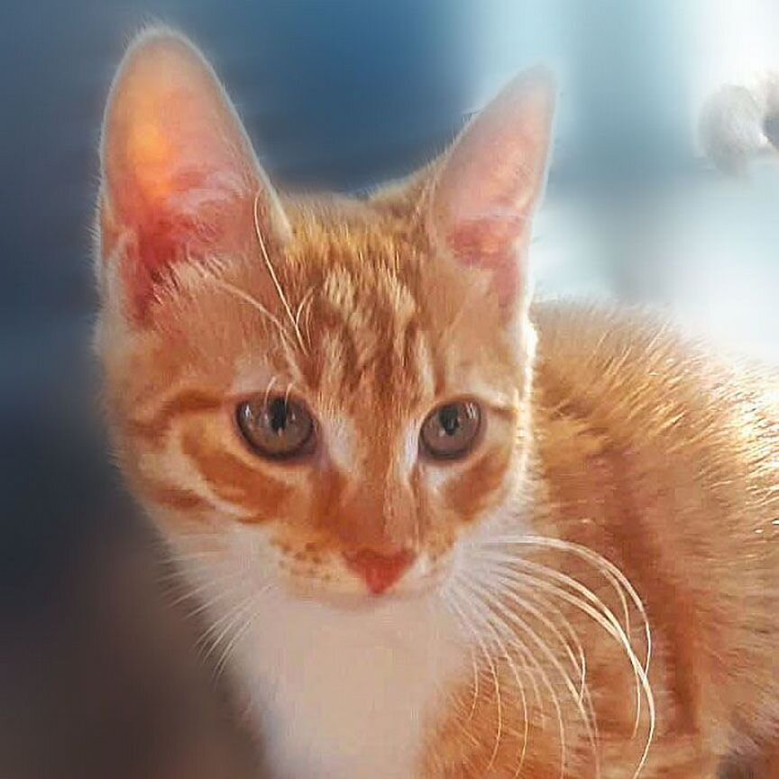 Роскошный котенок Агния,3мес.,метиска,в дар