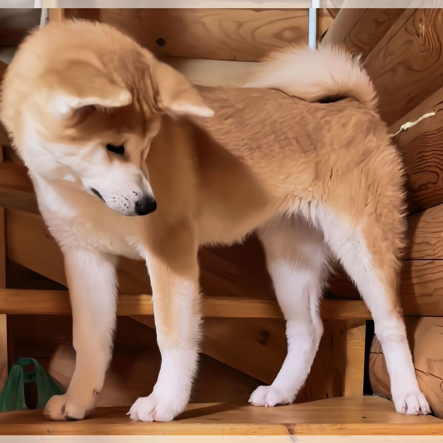 Акита-ину, щенок