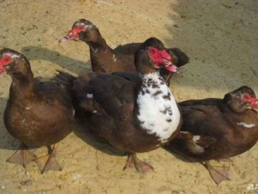 Утки