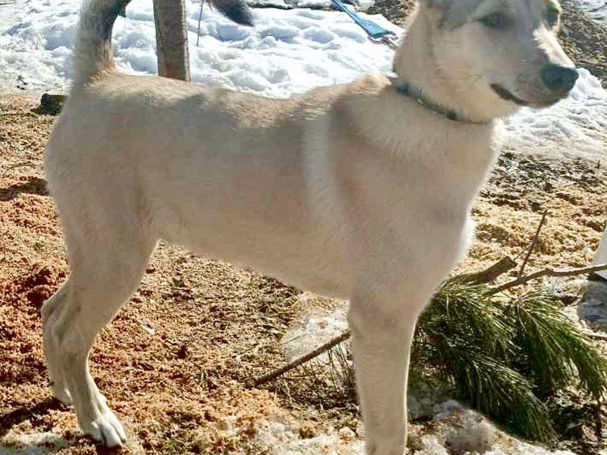 Молодой метис в добрые руки