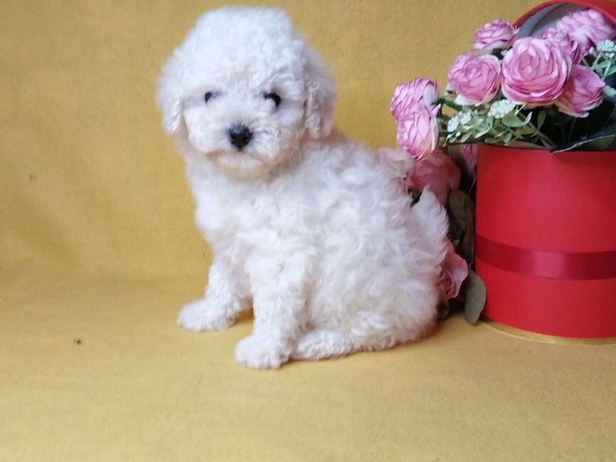 Тикап пудель