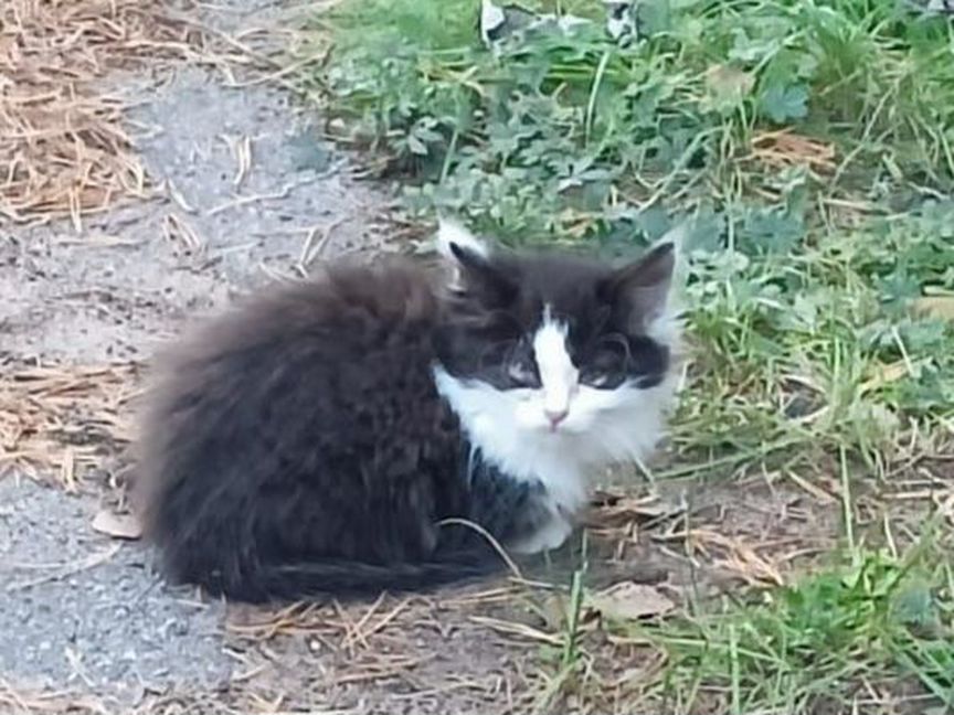 Котята рыжие, чёрно-белые, полосатые найденыши