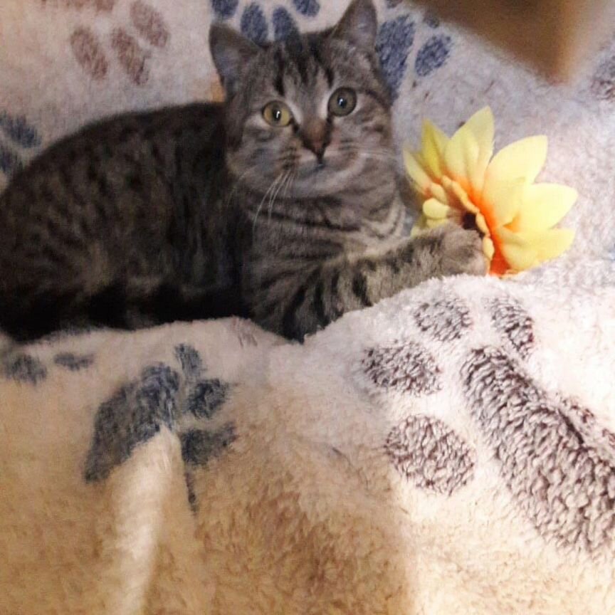 Котенок мальчик