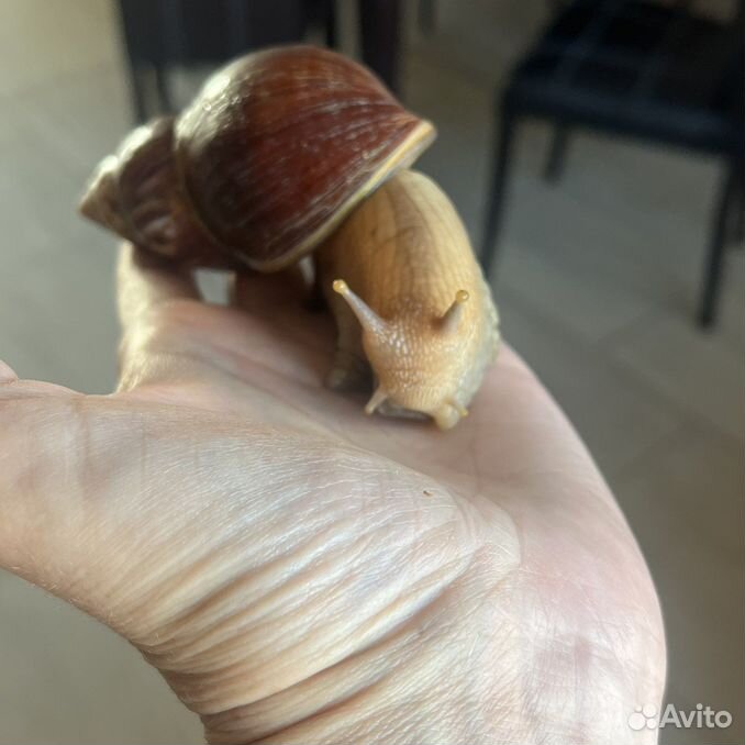 Улитки ахатины 4шт