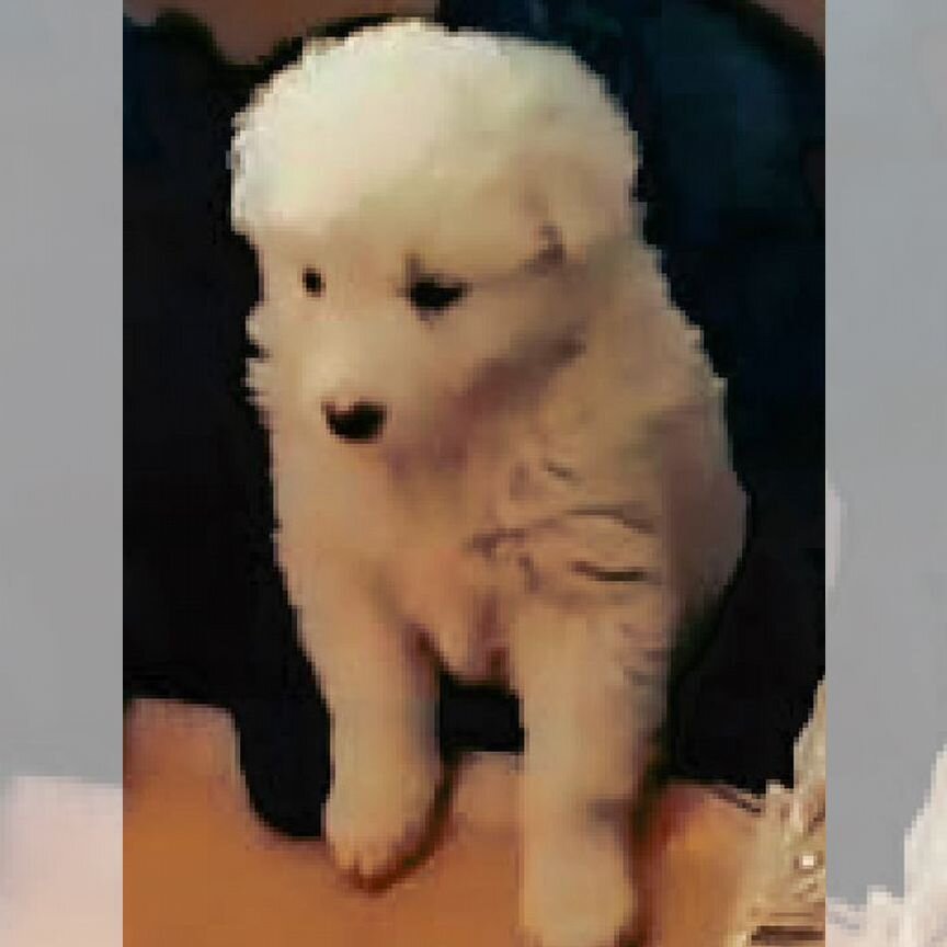 Русская гончая, щенок