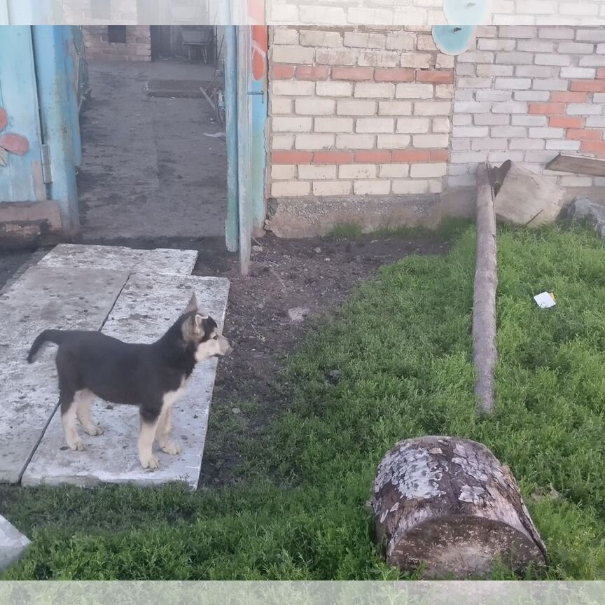 Щенок овчарки