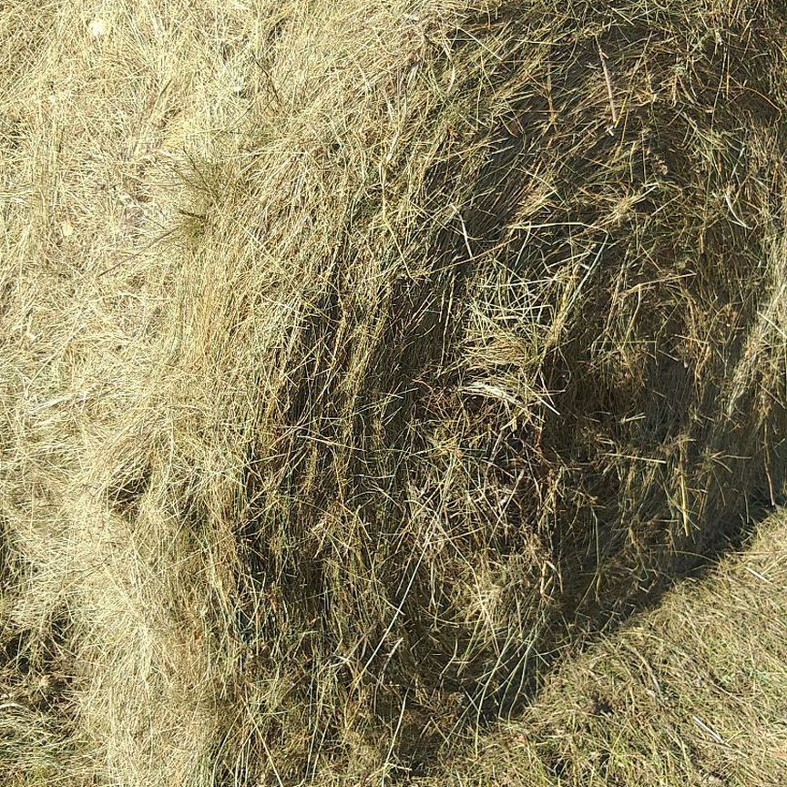 Продам сено в рулонах