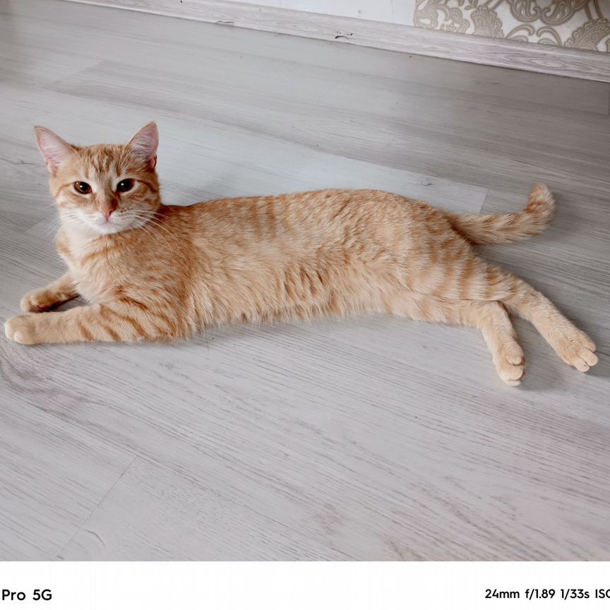 Кошка 11 мес