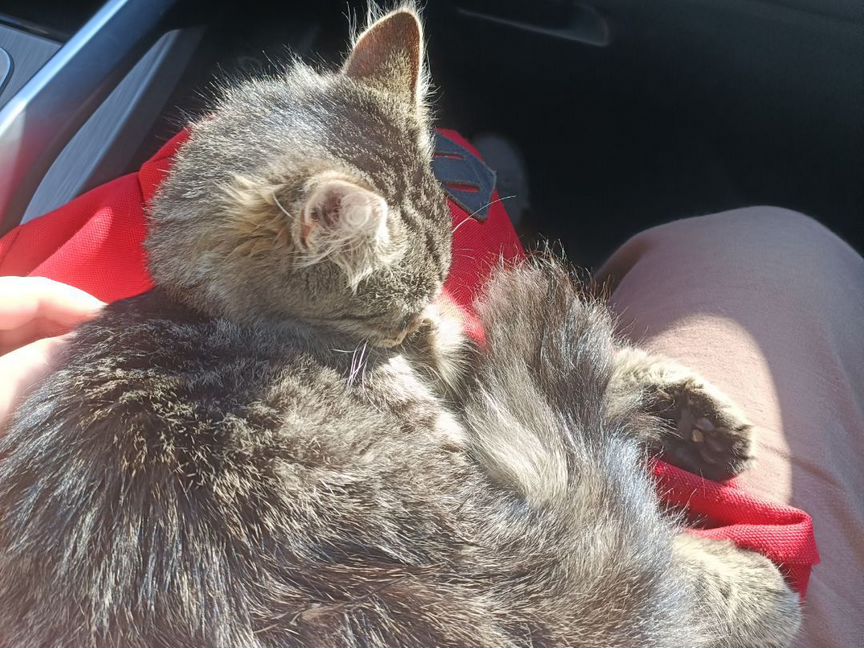 Кошкчка в добрые руки