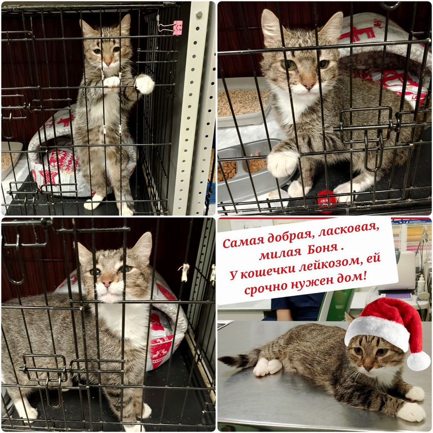 Сжальтесь над кошечкой в клетке