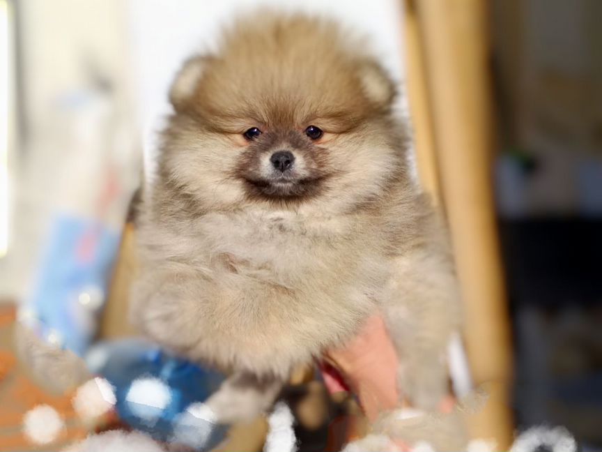 Девочка помераночка. Рассрочка