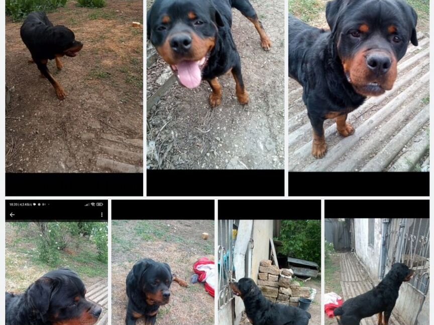 Пристраивается пёсик