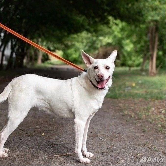 Небольшая, красивая и ласковая собачка Бэлла