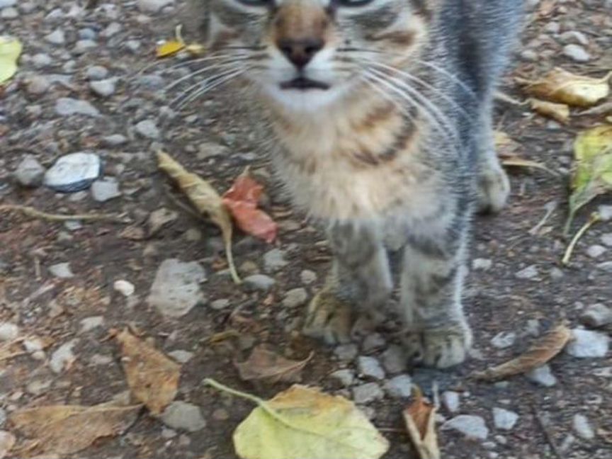 Котик нуждается в помощи