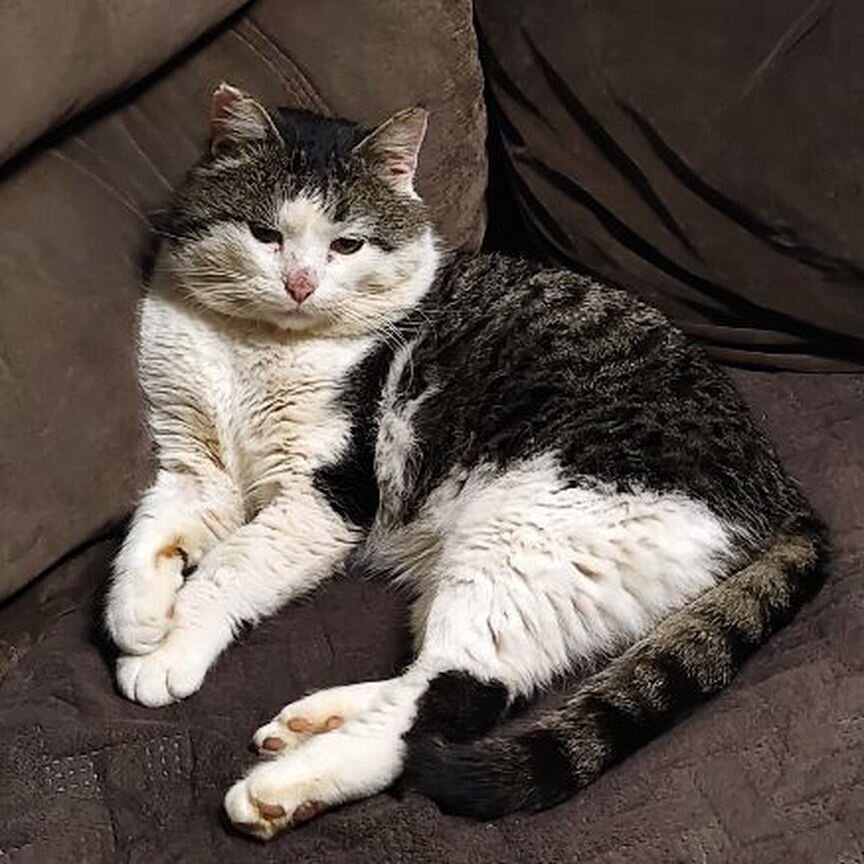 Взрослый кот в добрые руки