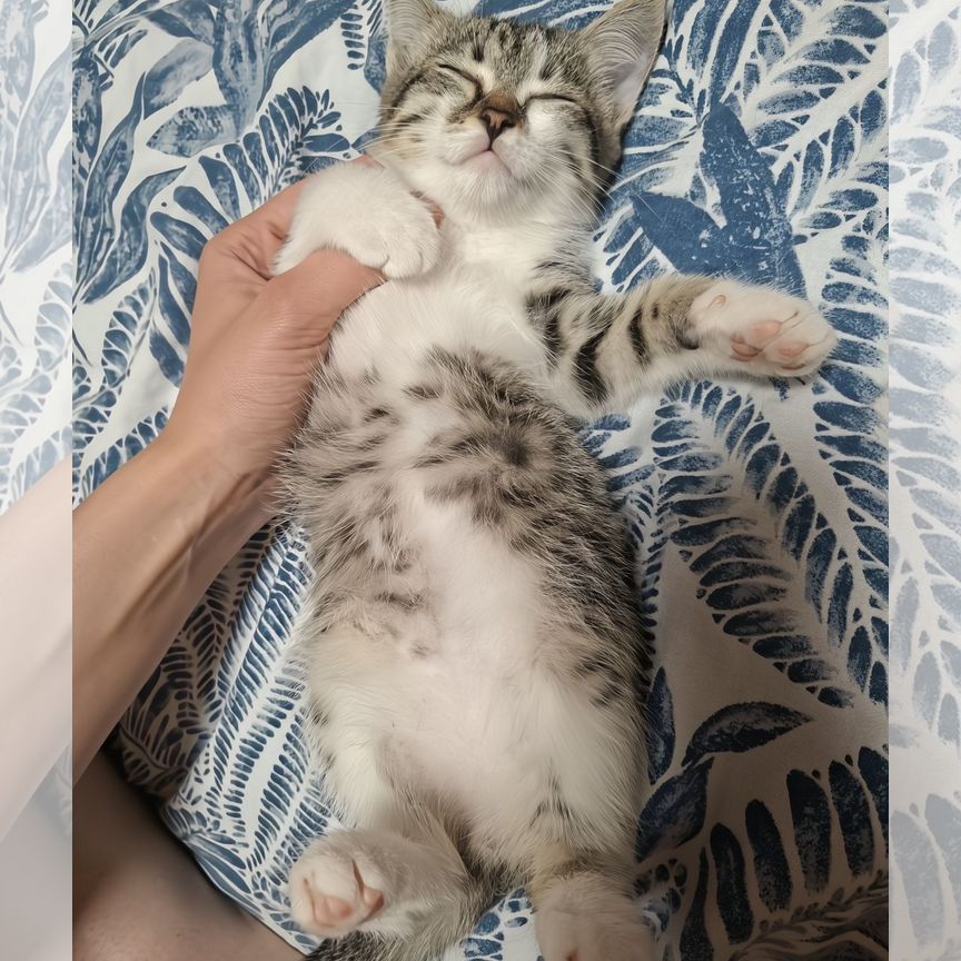 Котёнок в добрые руки