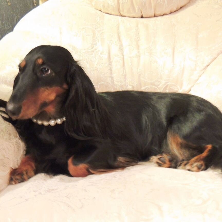 Такса ищет дом