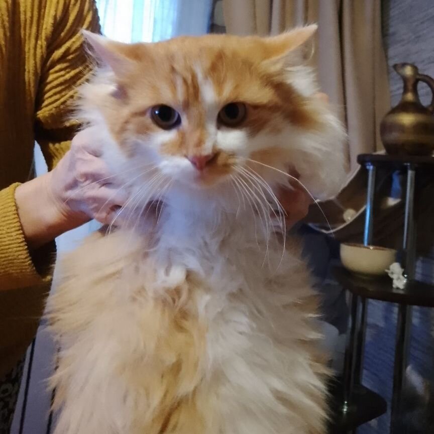 Компактный красавчик ищет дом