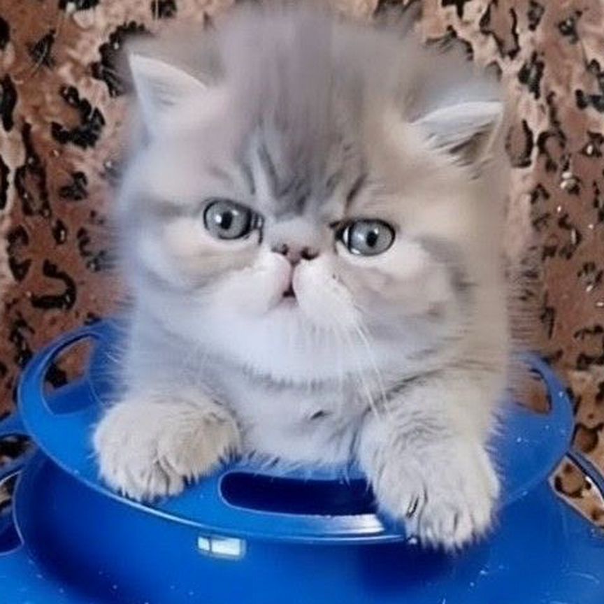 Экзотический короткошёрстный котёнок