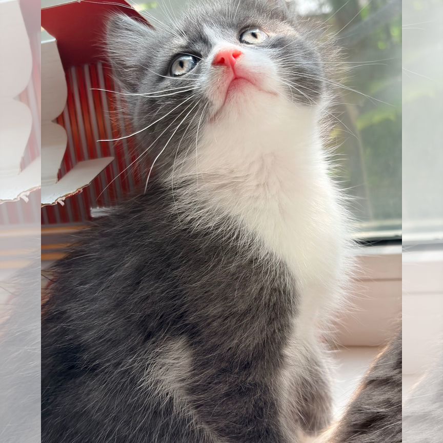 Котёнок от частного владельца