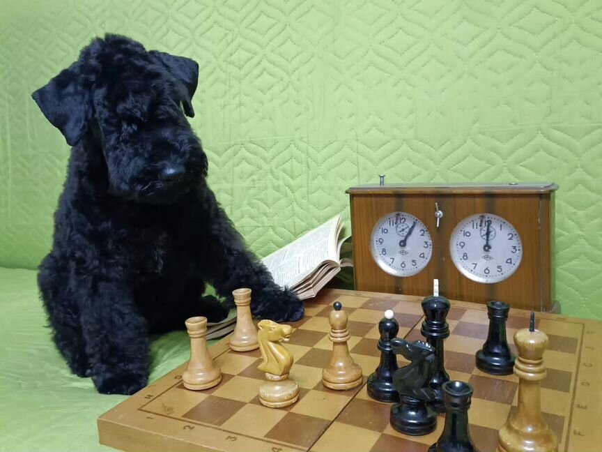 Керри Блю Терьер щенок