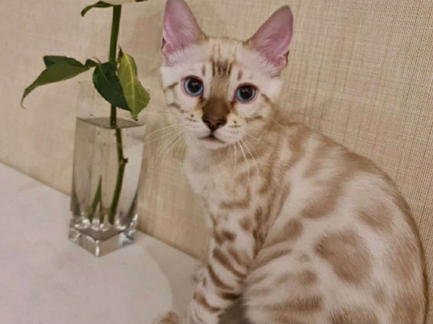 Бенгальские котята