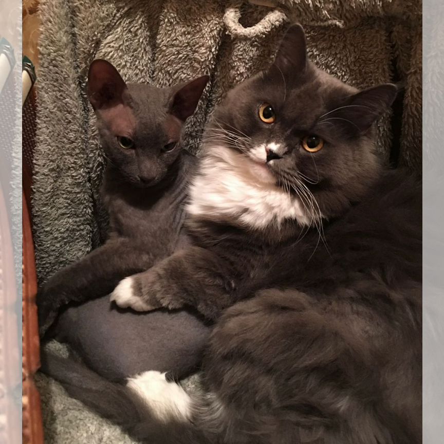 Коты неразлучники