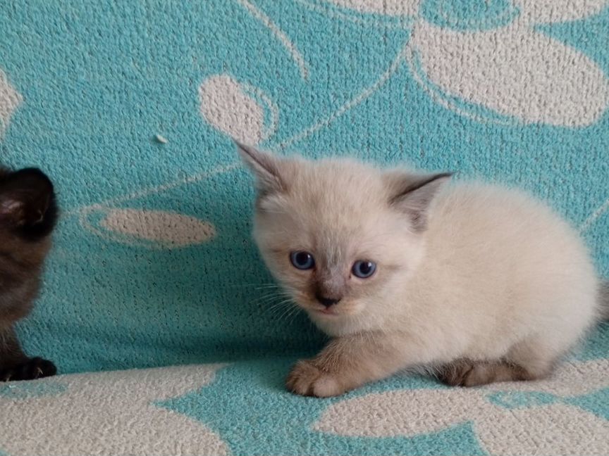 Кошки в добрые руки бесплатно