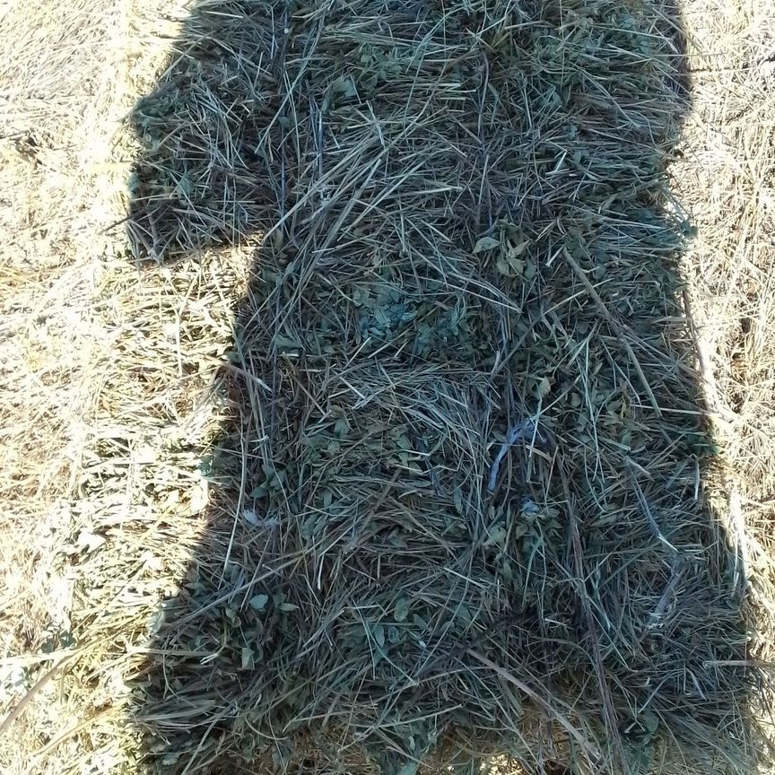 Сено солома