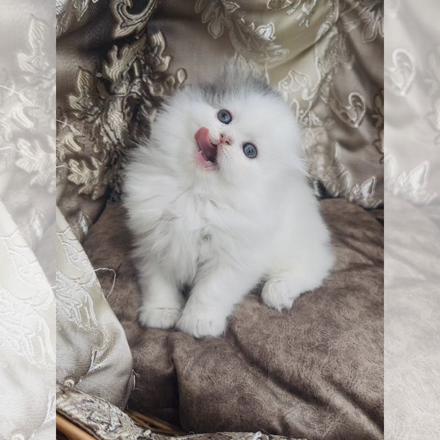 Замечательный шотландский вислоухий котенок