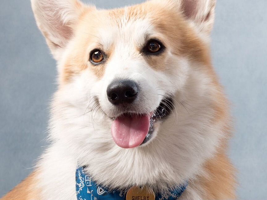 Вельш-корги пемброк вязка