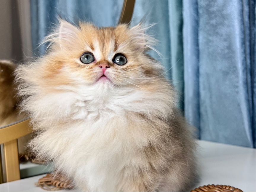 Длинношерстные британские котята