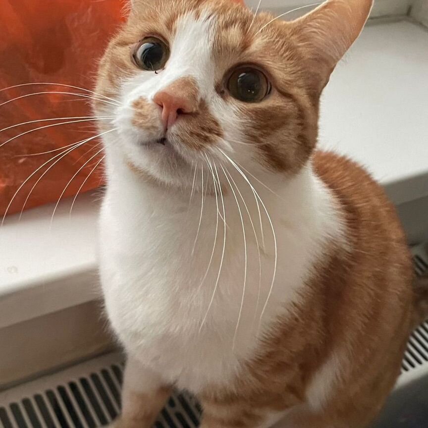 Отдам кота в добрые руки