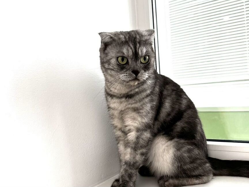 Шотландская вислоухая кошка