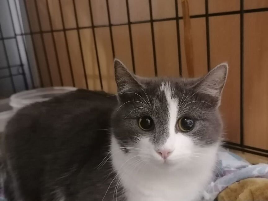 Кошечка