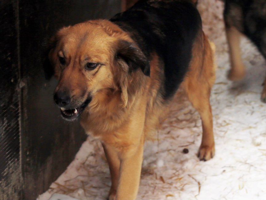 Собака девочка в добрые руки